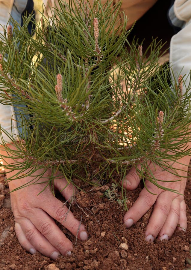 Hands of a Woman Planting a Tree. Stock Photo - Image of plant ...