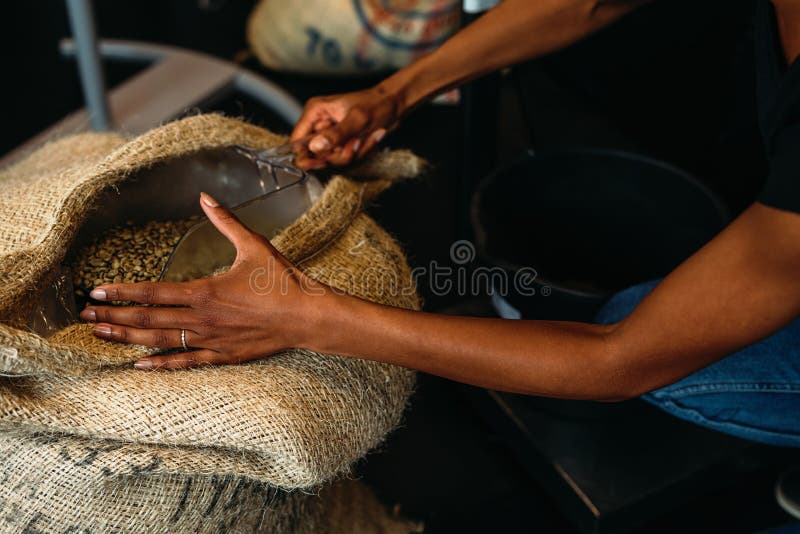 Hands of Woman Scooping Unroasted Coffee Beans Stock Image - Image of ...