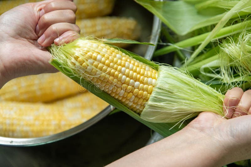 Hands Working on Shucking Corn on the Cob Stock Image - Image of work ...
