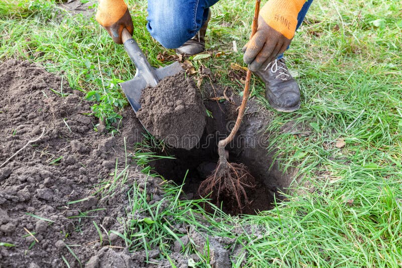 Hands of a Young Man Planting a Tree Sapling Stock Image - Image of ...