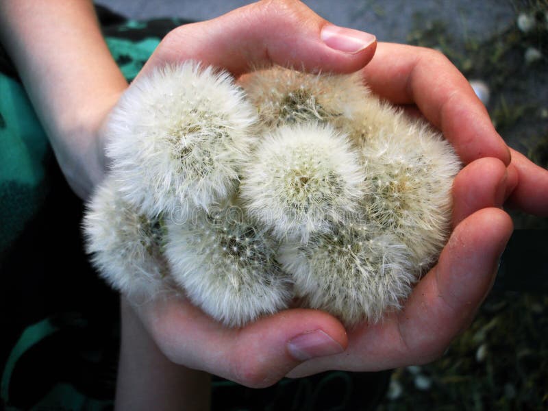 The Hands of a Young Woman are Holding Dandelions. Stock Photo - Image ...