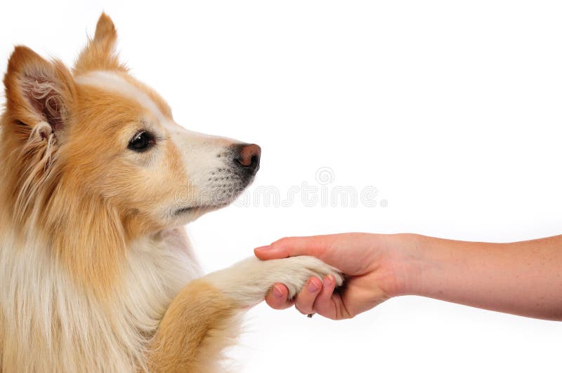 Handshake stock photo. Image of domestic, canine, pets - 24652060