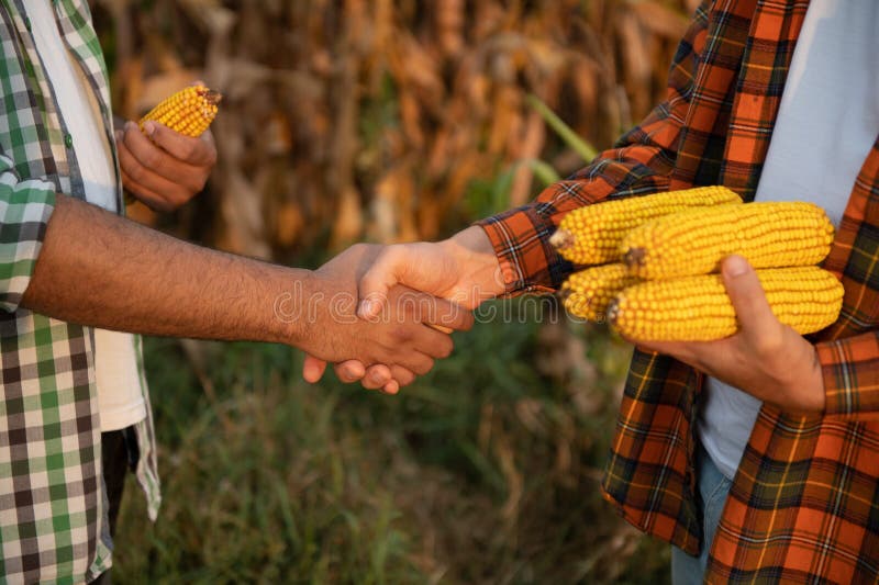 Handshake Farmer Corn. Business a Partnership Agriculture Concept Stock ...