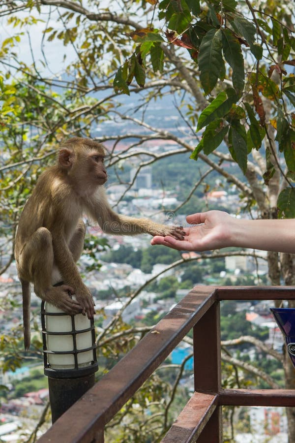 Handshake between Human Hand and Monkey Stock Image - Image of ...