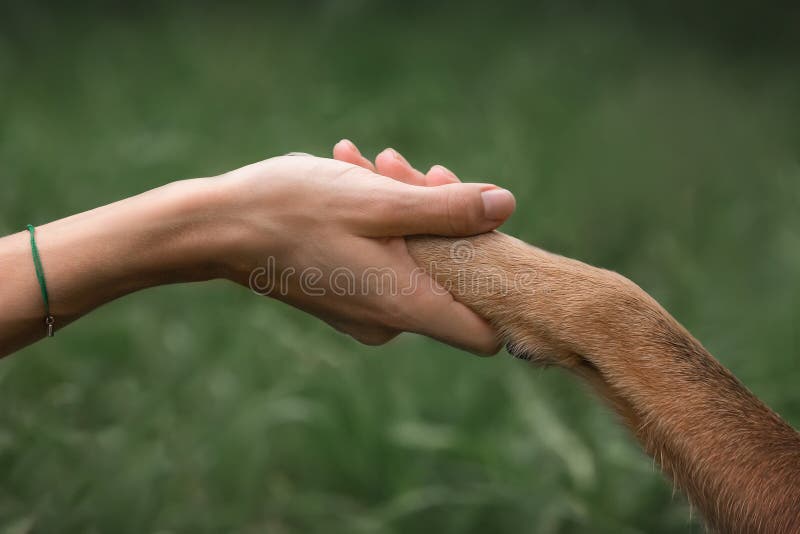 The Handshake of a Man and a Dog. Trust and Friendship Stock Image ...
