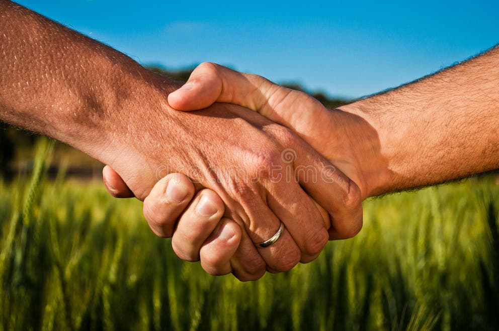 Handshake in the Wheat Field Stock Photo - Image of farm, agriculture ...