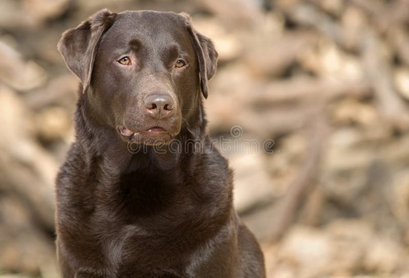 Handsome and Alert Chocolate Labrador Stock Image - Image of alert ...