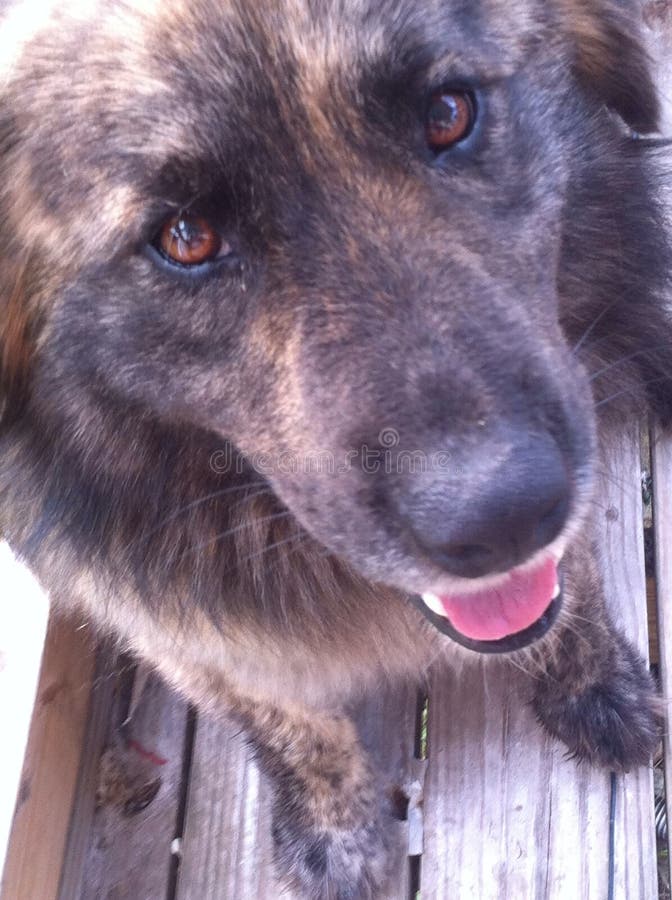 Handsome Australian Shepard Stock Photo - Image of australian, shepard ...