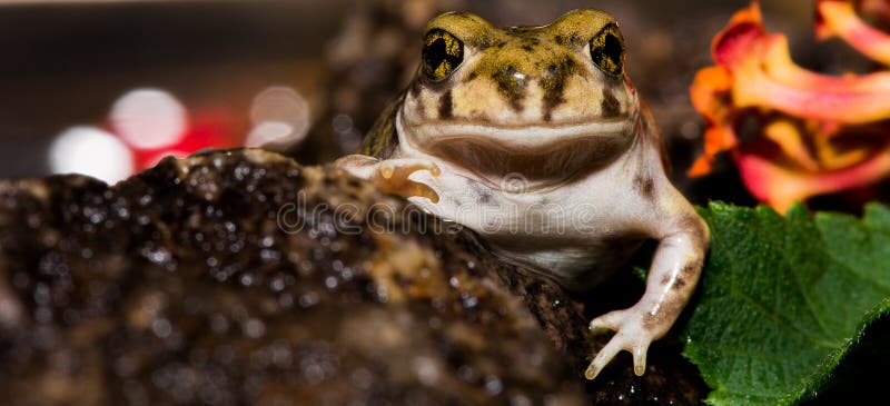 Toad Poses Stock Photos - Free & Royalty-Free Stock Photos from Dreamstime