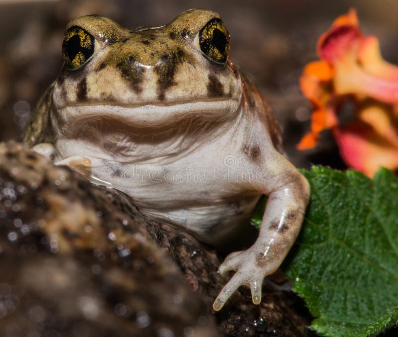 Backyard Toad Standing on a Rock Stock Photo - Image of brown, desert ...