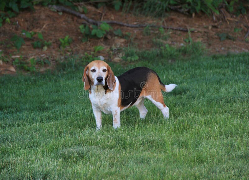 Handsome Beagle Standing on Grass in Backyard Stock Photo - Image of ...