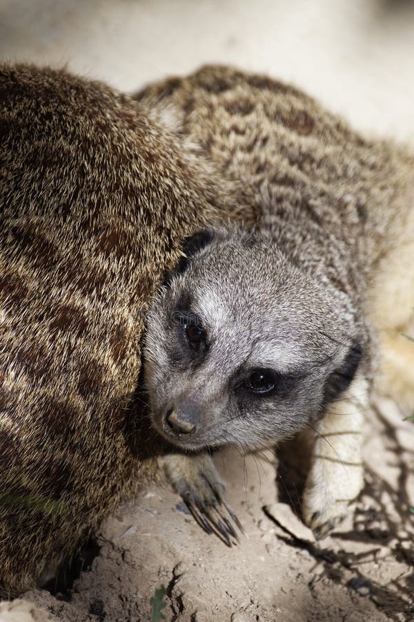 Handsome stock photo. Image of islands, color, animals - 71075446