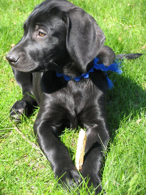 Handsome Ben stock photo. Image of weimaraner, puppies - 1119502