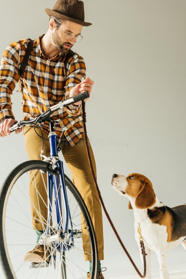 Handsome Bicycler with Beagle with Leash Stock Image - Image of person ...