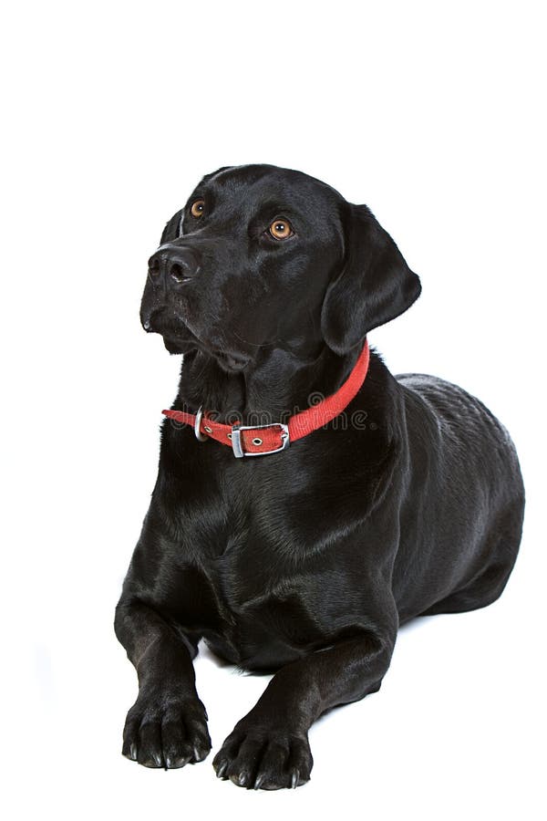 731 Black Labrador Lying Down Stock Photos - Free & Royalty-Free Stock ...