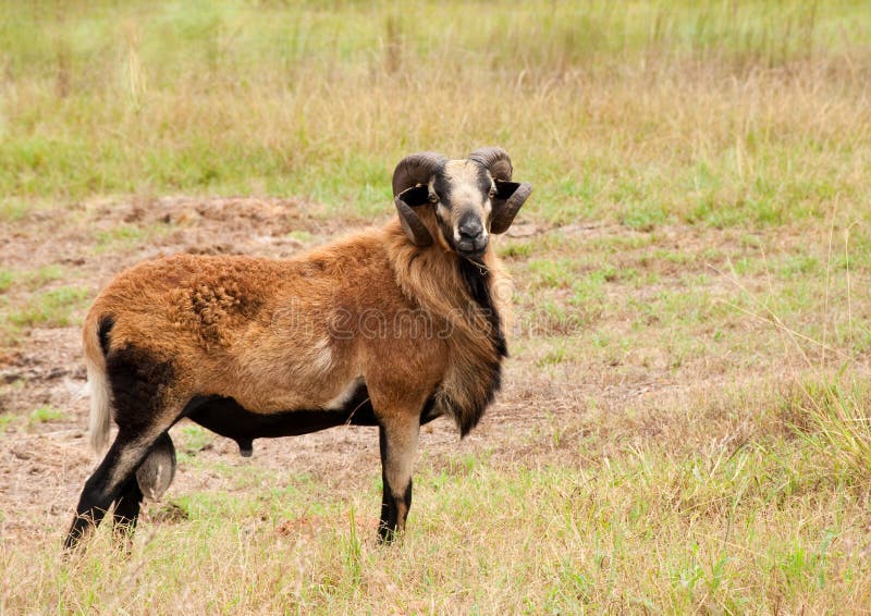 Handsome black and tan ram stock image. Image of animal - 20878821