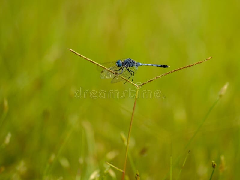 The Handsome Blue Dragon Fly Stock Image - Image of blue, green: 263776577