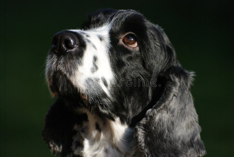 Rhone Cocker Spaniel Stock Photos - Free & Royalty-Free Stock Photos ...