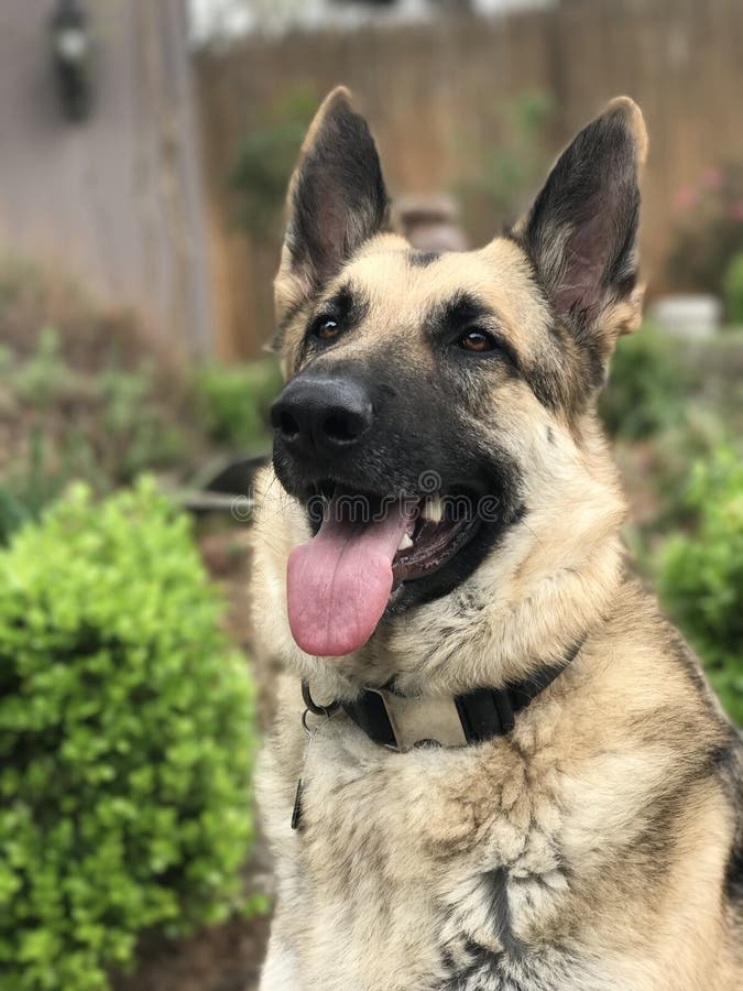 Handsome Boy stock image. Image of german, shepherd, beautiful - 96061811