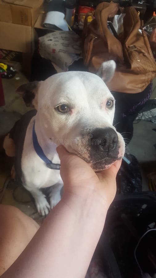 Handsome boy pit stock photo. Image of puppy, wildlife - 236171690