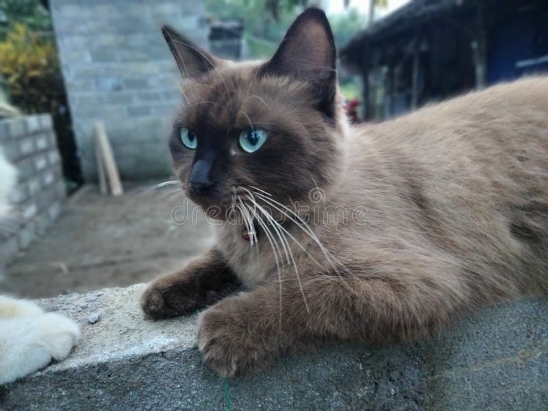 A handsome cat stock photo. Image of himalaya, handsome - 209416362