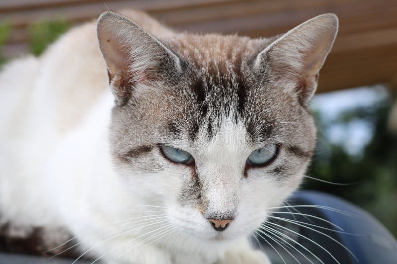 Cat with deep blue eyes stock image. Image of deep, animal - 325729093