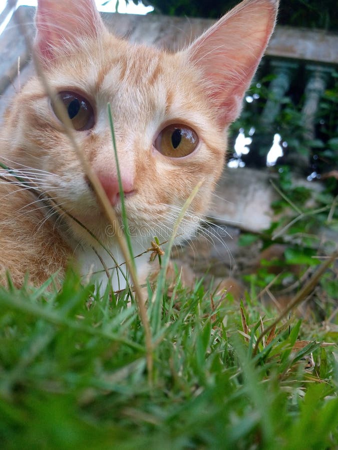 The Handsome cat local stock image. Image of flower - 263090657