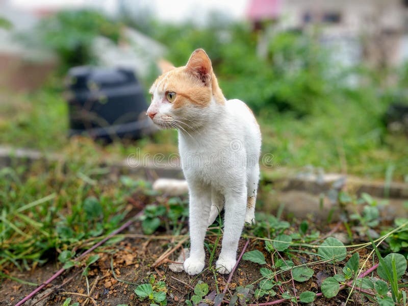 A Handsome Cat Looking Around the Park Stock Photo - Image of looking ...