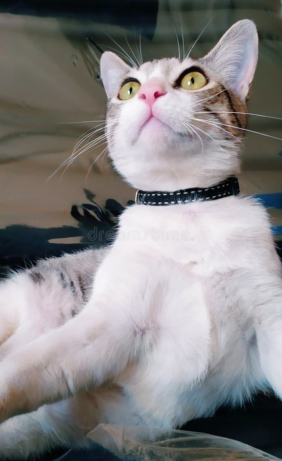 Handsome cat model stock photo. Image of carnivore, skin - 210749650