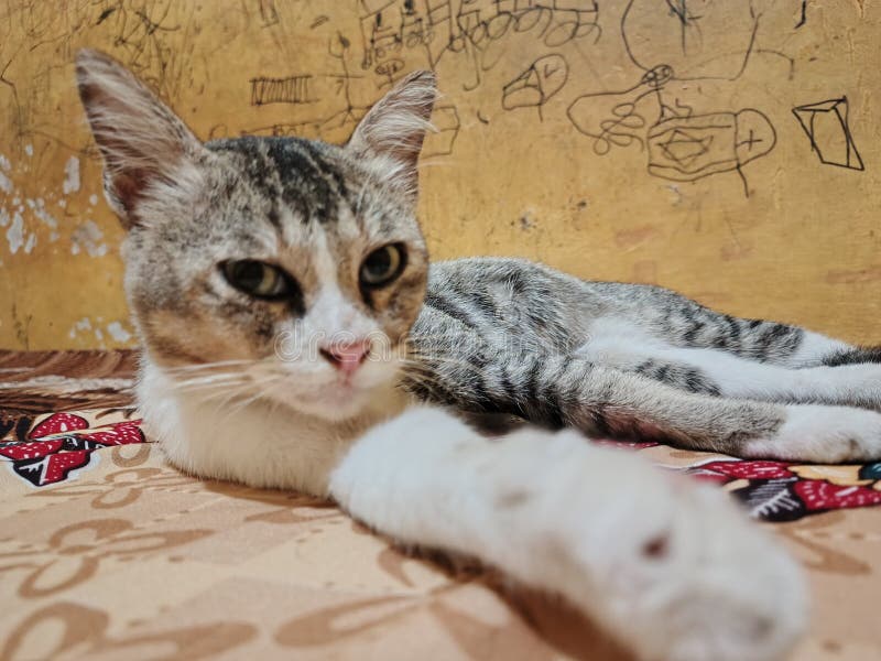 Handsome Cat Picture Style Fun Stock Photo - Image of style, handsome ...