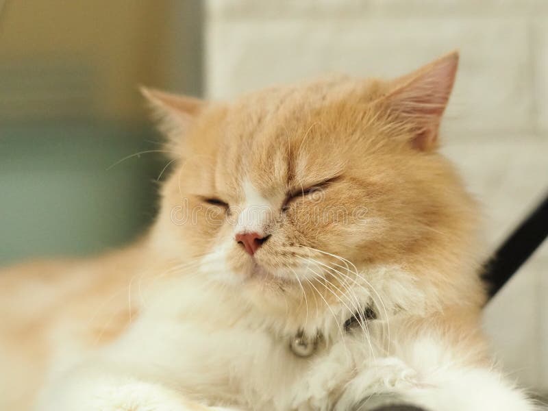 Handsome Cat potrait photo stock image. Image of handsome - 285615835