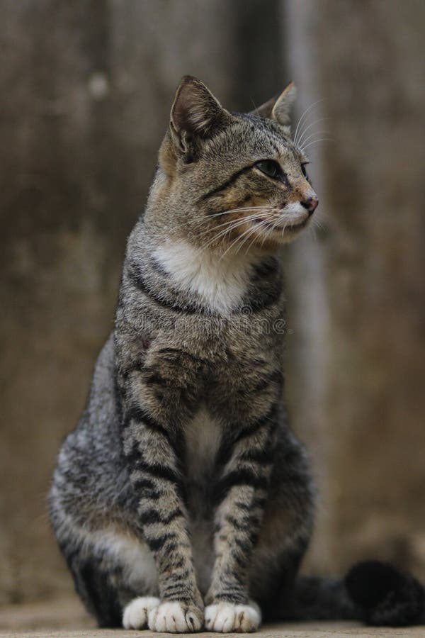 Handsome Cat is Sitting Looking To the Right. Stock Photo of Cat Stock ...