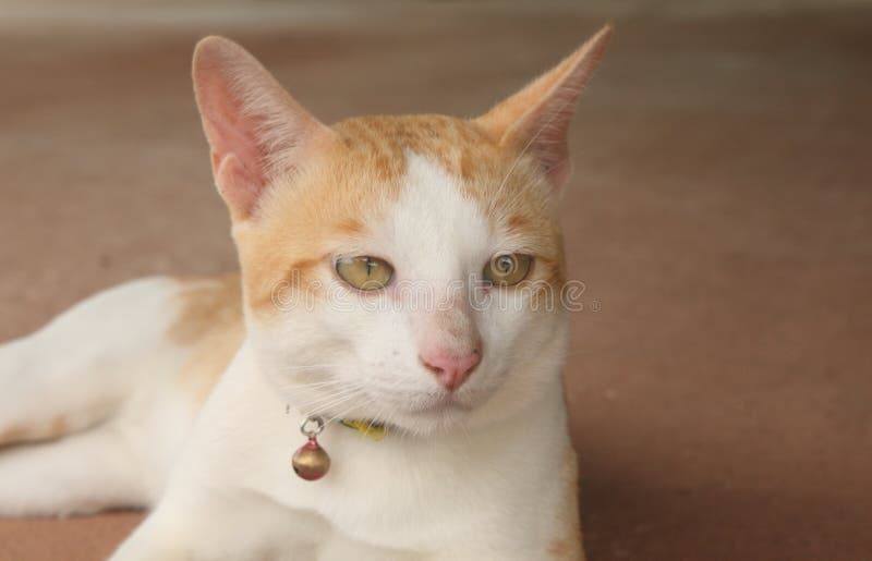 Handsome Cat Think of Something Stock Photo - Image of orange, closeup ...