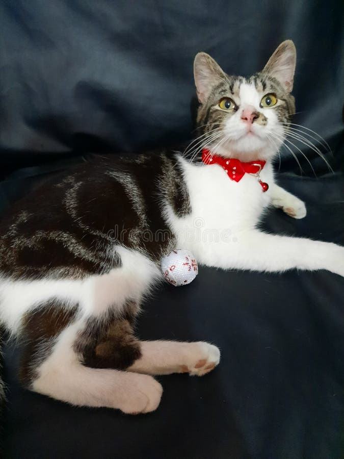 The Handsome Cat Wanna Look Great Stock Image - Image of look, handsome ...