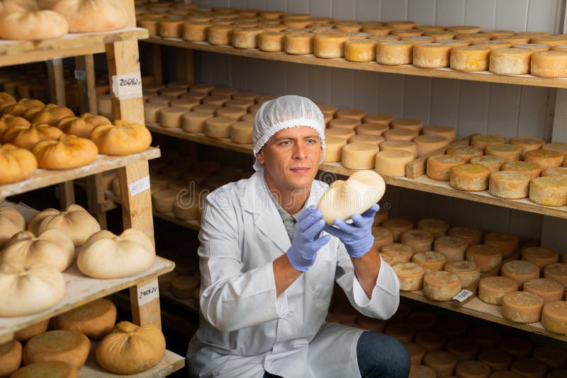 Handsome Cheese Maker Checking Aging Process of Goat Cheese Standing at ...