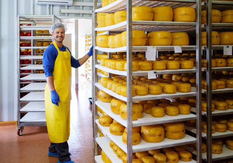Handsome Cheesemaker is Checking Cheeses in His Workshop Storage. Stock ...