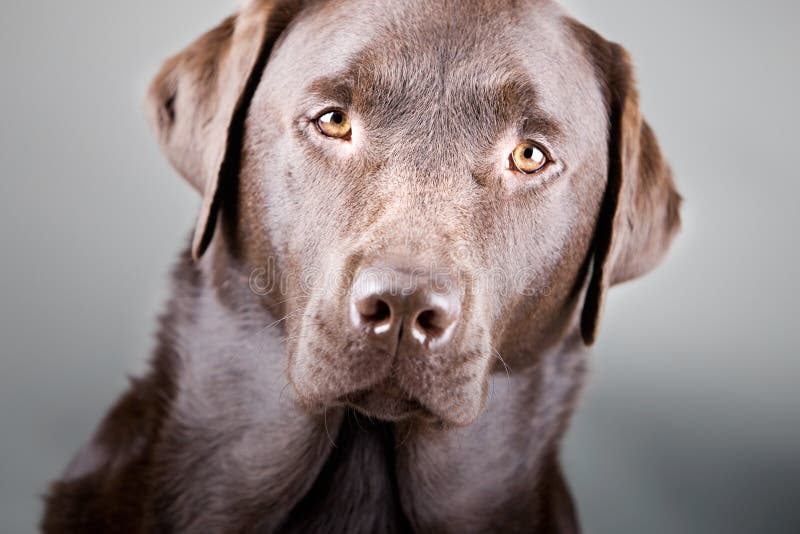 Handsome Chocolate Labrador Stock Photo - Image of pedigree, chocolate ...