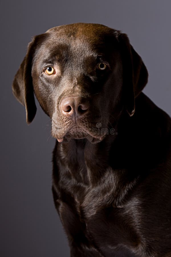 Handsome Chocolate Labrador Against Grey Stock Image - Image of grey ...