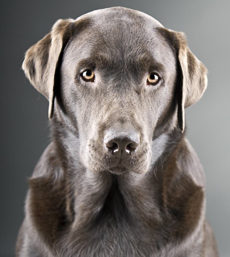 Handsome Chocolate Labrador Against Grey Backgroun Stock Photo - Image ...