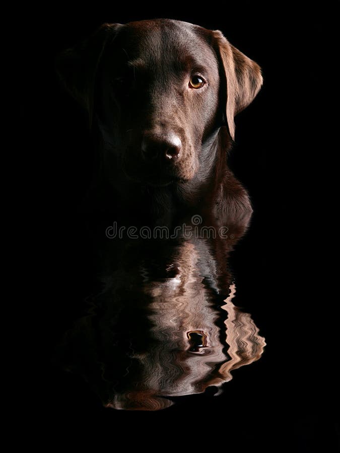 Handsome Chocolate Labrador S Head Reflected Stock Photo - Image of ...