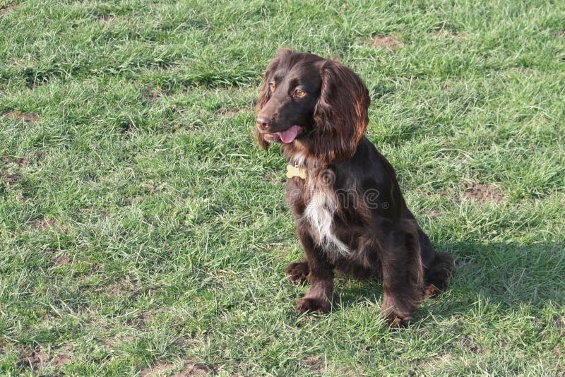 A Handsome Chocolate Working Type Cocker Spaniel Puppy Dog Stock Photo ...