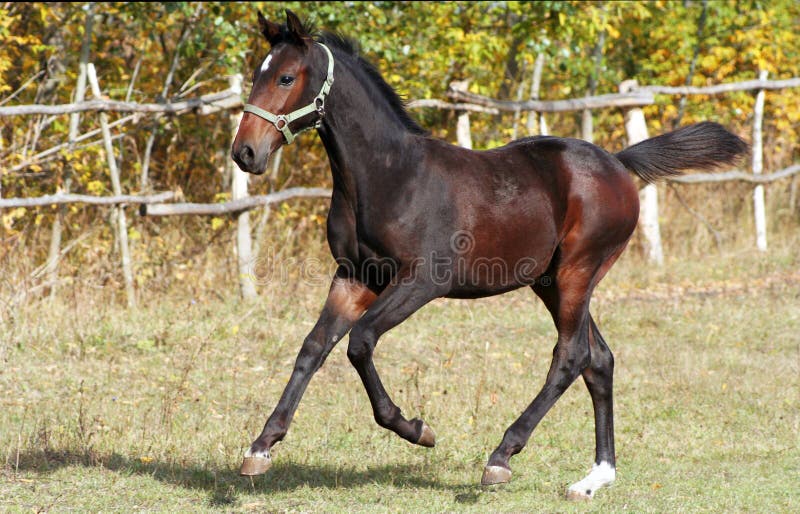 Handsome colt stock photo. Image of horse, handsome, good - 11335044