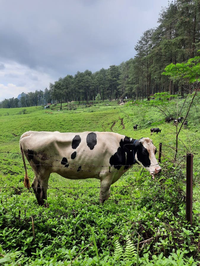 Handsome Cow, Looks Clean and Full Stock Photo - Image of fresh, clean ...