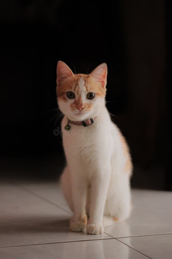 Handsome and Cute Cat with a Very Calm Pose Stock Photo - Image of ...