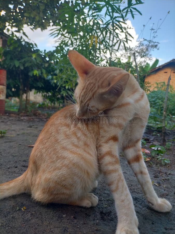 Cathandsome Stock Photos - Free & Royalty-Free Stock Photos from Dreamstime