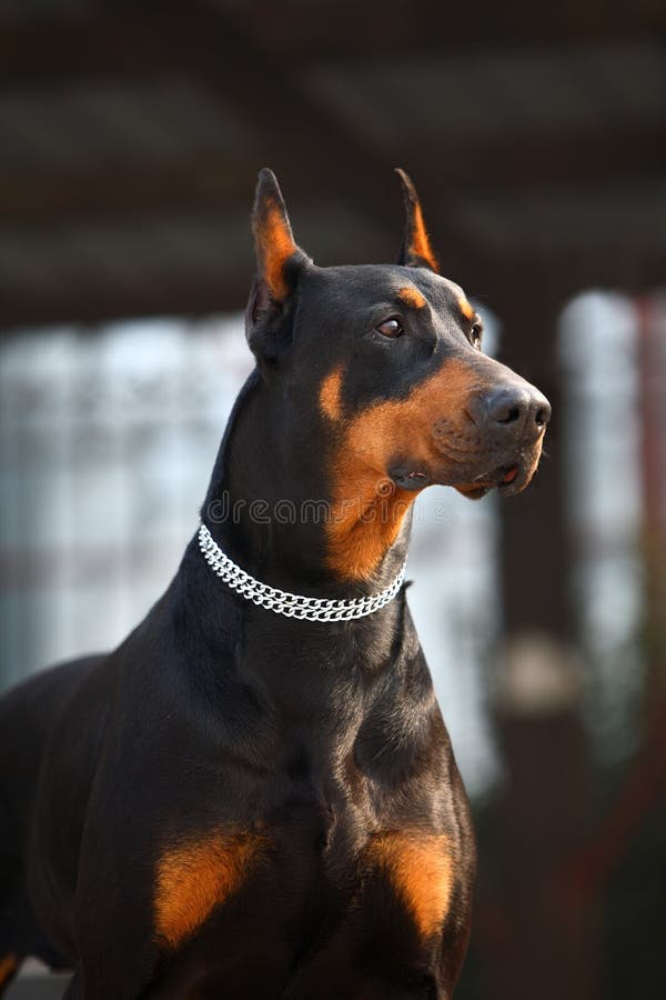 Doberman Dog - Free Photo from StockFreeImages