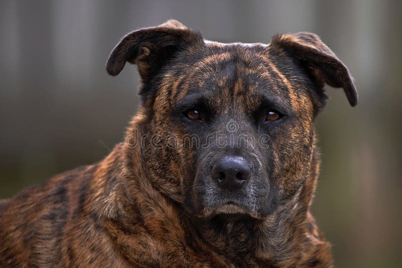 Handsome dog stock image. Image of headshot, handsomedog - 112357225
