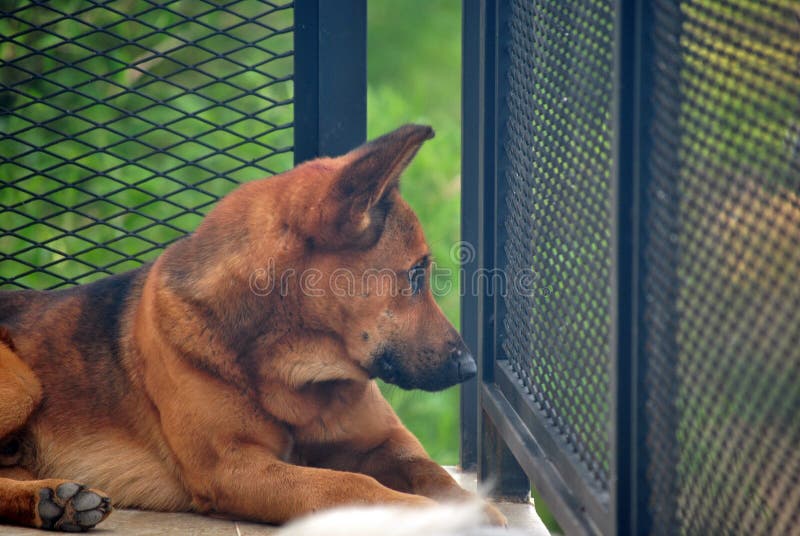 Handsome Dog Looking To the Side Stock Photo - Image of brown, blue ...