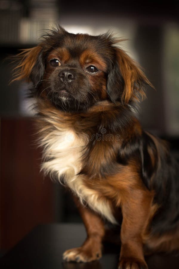 The handsome dog stock image. Image of pose, handsome - 83824615