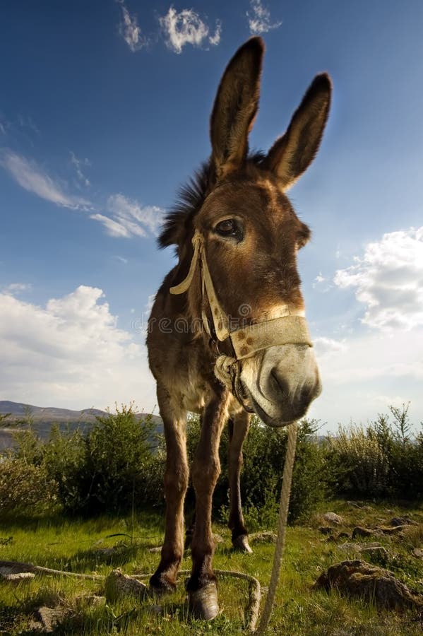 2+ Posing donkey Free Stock Photos - StockFreeImages